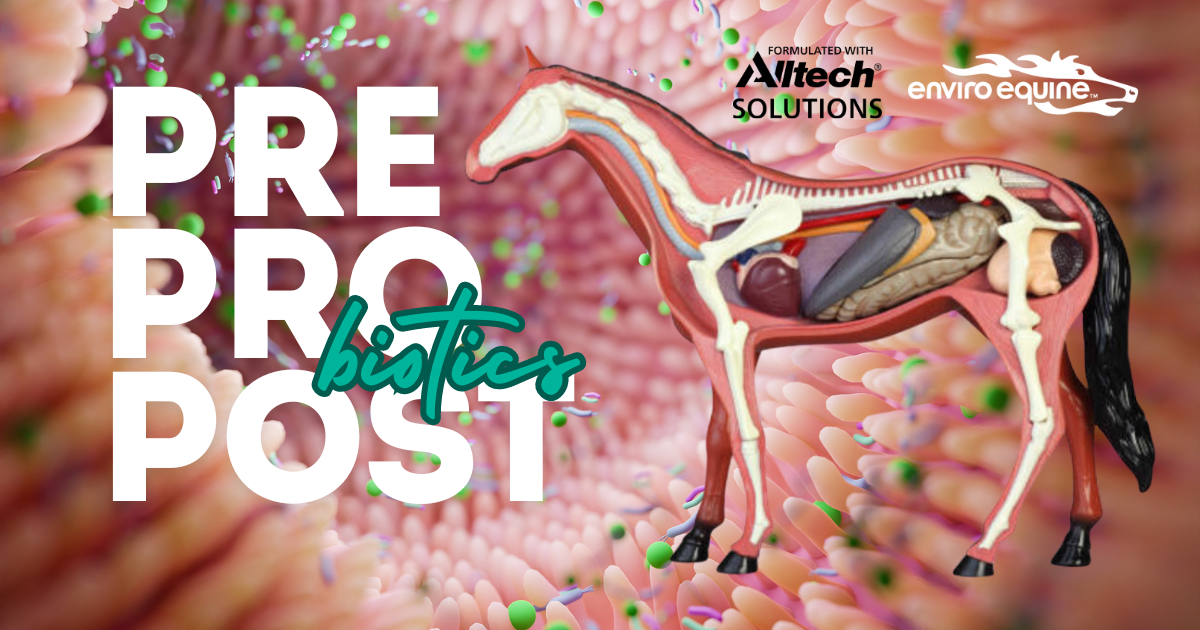 Pre, Pro, and Post-biotics. What’s the difference? – EnviroEquine
